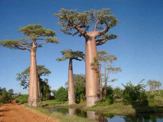 Strange Trees From Around The World ~ When We Find Some Fun