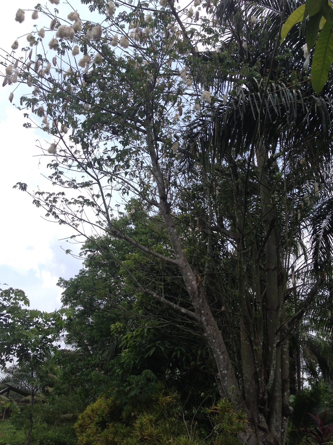 Bangkok Thailand Destinations Map:Cotton Trees Inward Thailand | About ...