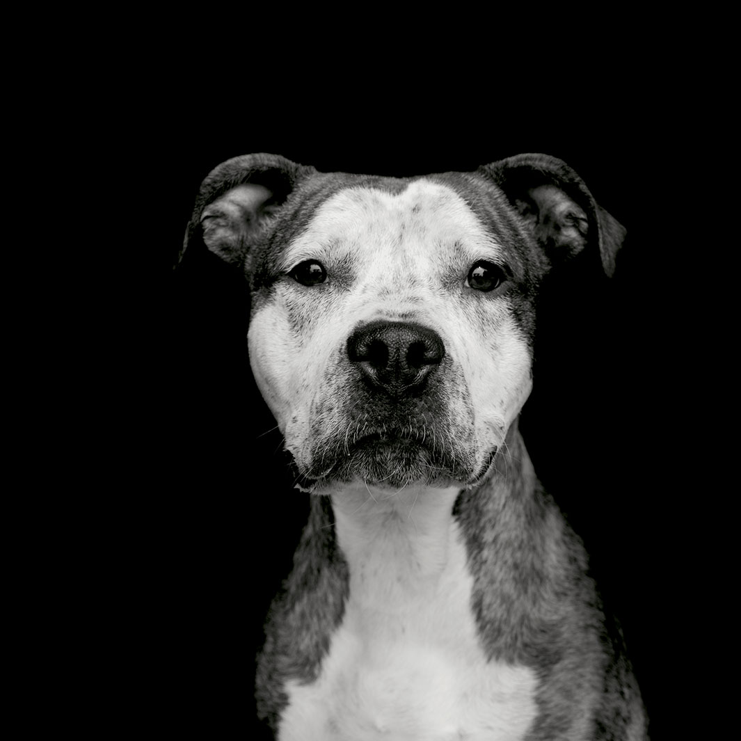 NUNCAJAMAS COCKER: PERROS DE REFUGIO; POR TRAER SCOTT (SPANISH & ENGLISH)