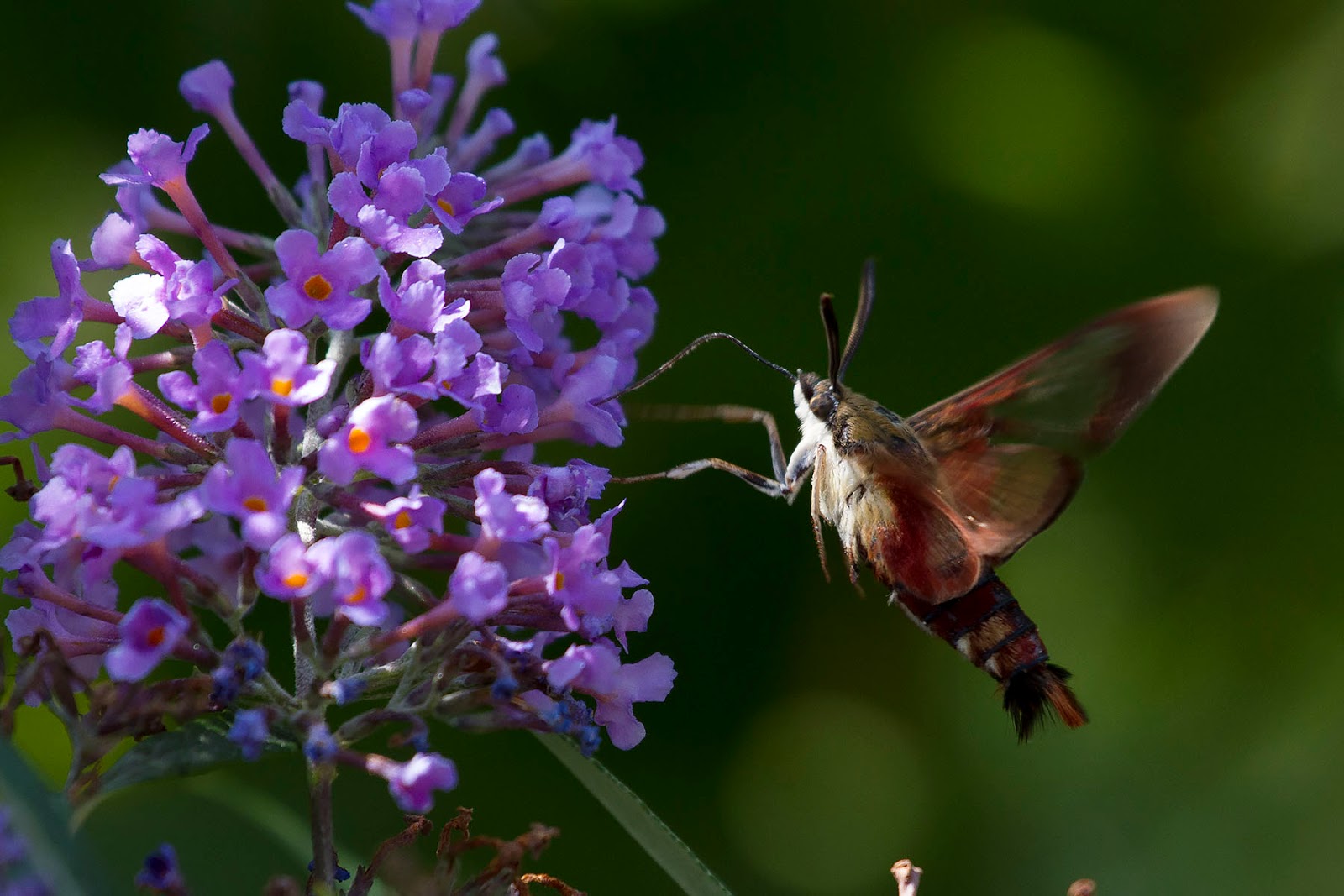 Ann Brokelman Photography: Clear-winged Hummingbird Moth in Hamilton