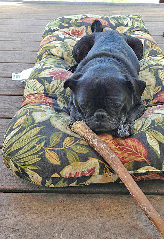 Pug Snort Report: A HUNGRY PLEA FROM THE SNORTY PUGS