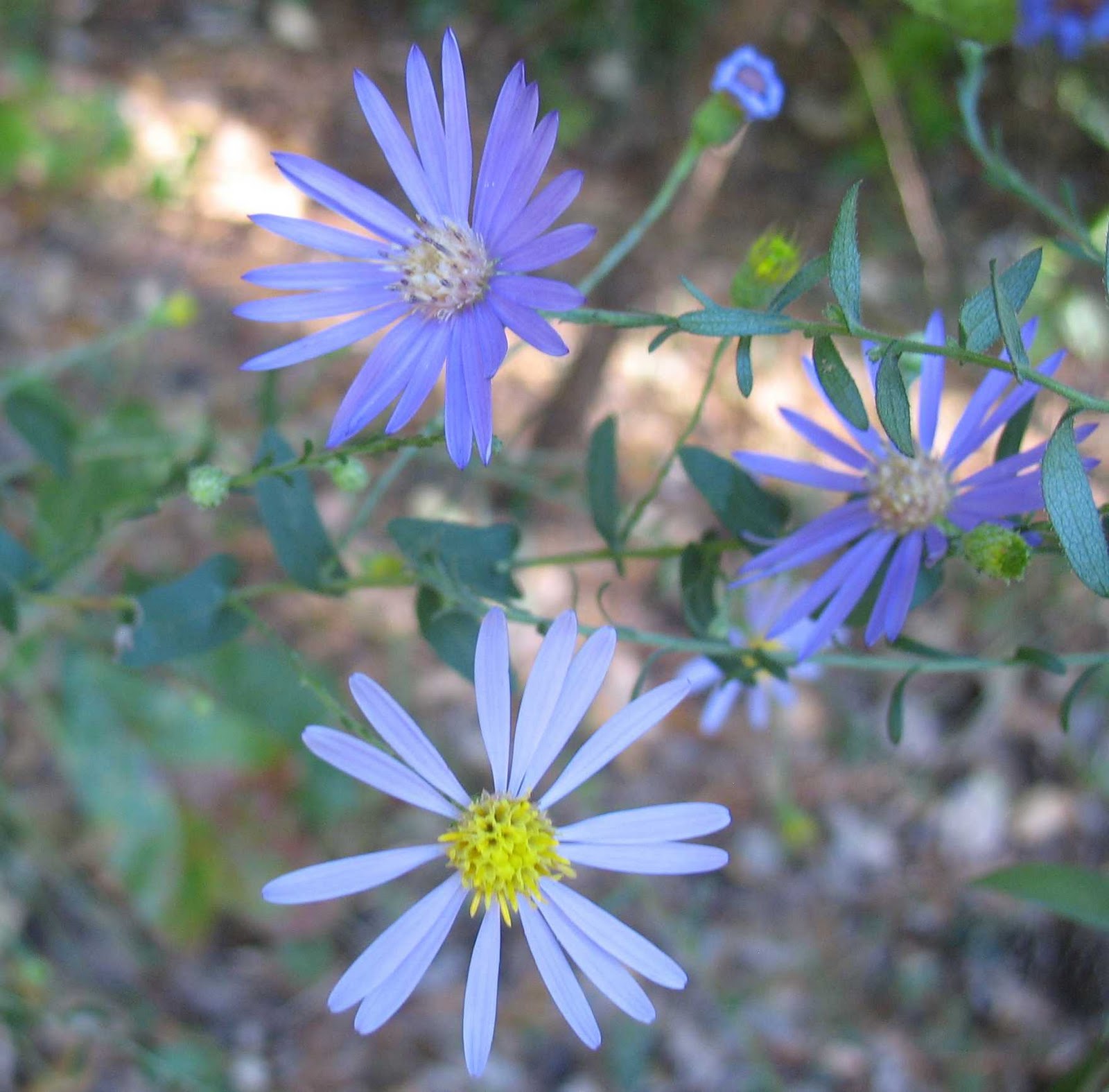 Using Georgia Native Plants: Georgia Plants by Name