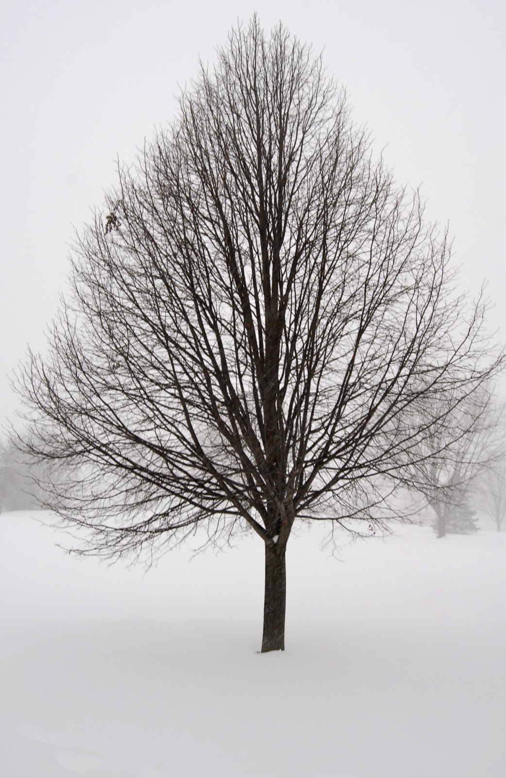 Savoring Servant: Fractal patterns in nature