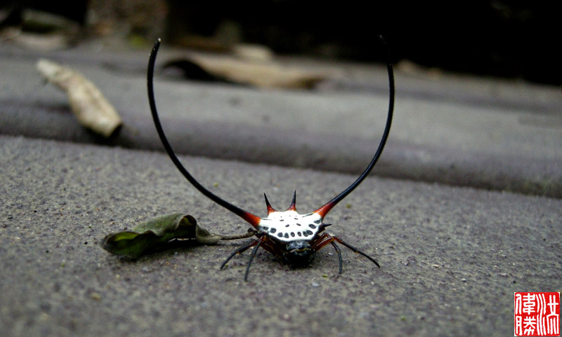 Pahang - Gasteracantha sp