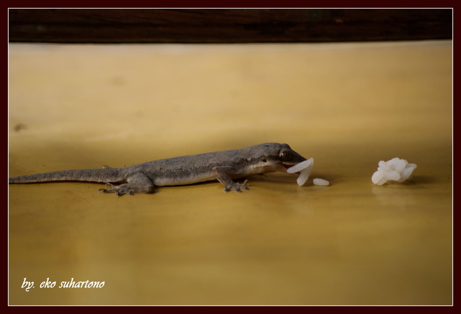 suhartono the Art: Flat-tailed House Gecko (Cicak) It Was Not ...