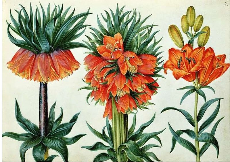 HOW TO GROW THE CROWN IMPERIAL LILY |The Garden of Eaden