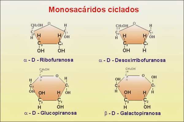 BIOLOGÍA Y GEOLOGIA: Tema 7 parte 3