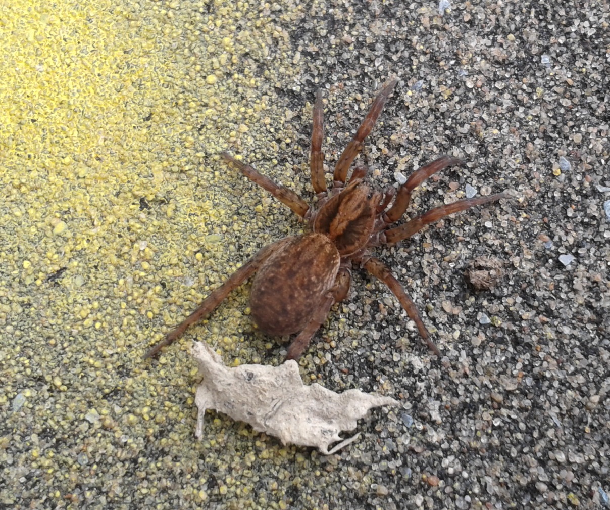 Biodiversity Gatwick: Reptilian refuge