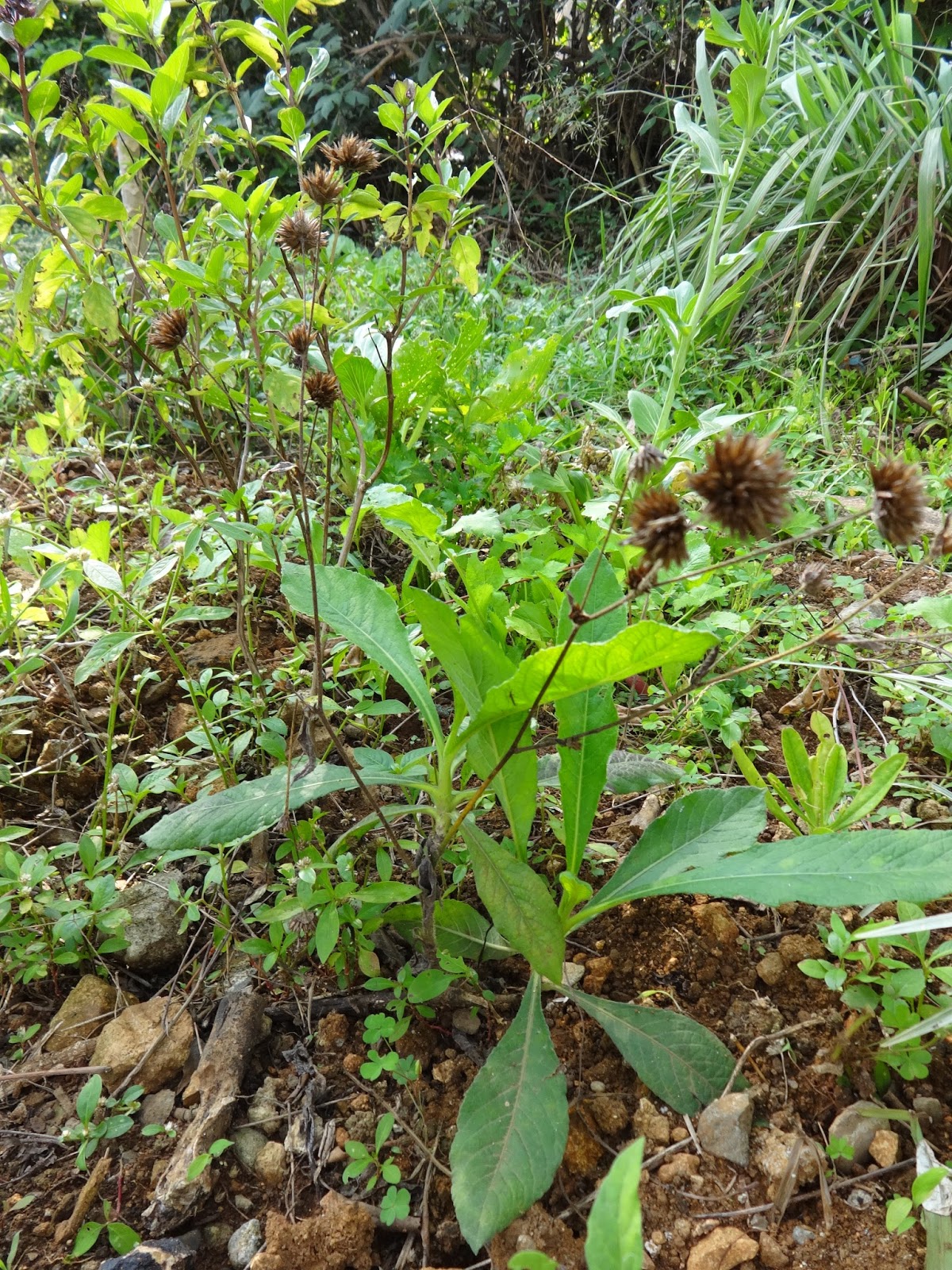 Herbs from Distant Lands: Elephantopus scaber, Elephantopus mollis ...