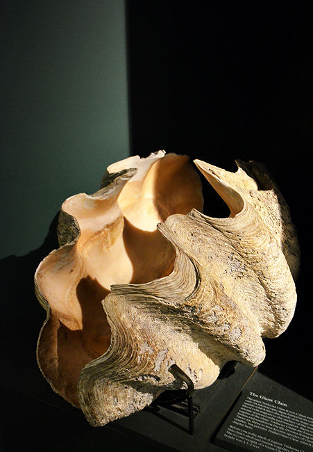 wanderlust ATLANTA: World of Shells