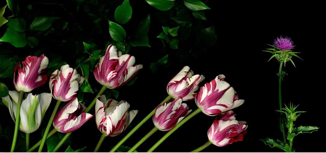 El arte es su máxima expresión : Cuadros de Flores Para Dormitorios ...