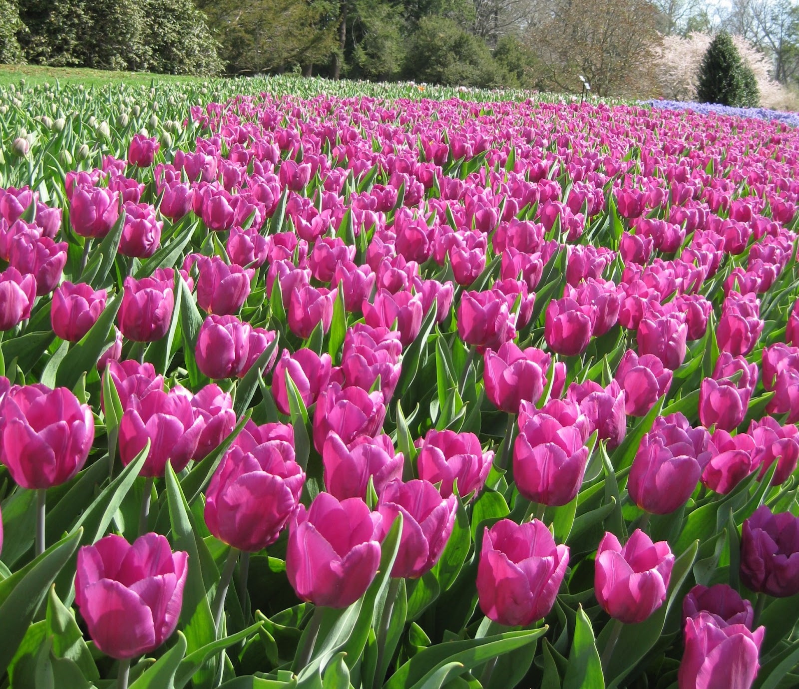 Point and Shoot 365: Repetition in Photography