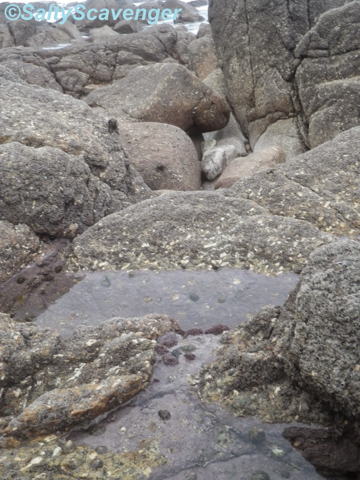 Rock Pooling: Rockpooling Destination: Revisit South- West Penwith ...