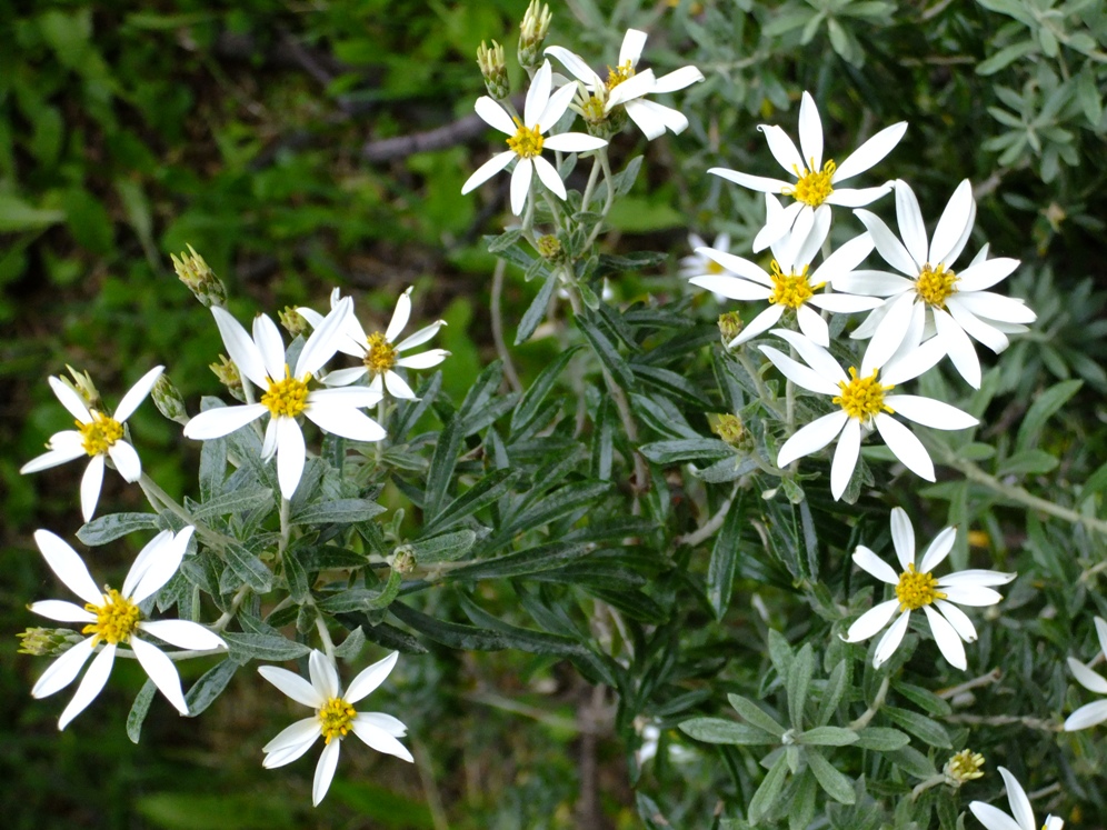 Diario de una marciana en la Tierra: ARGENTINA 5. Tierra del Fuego