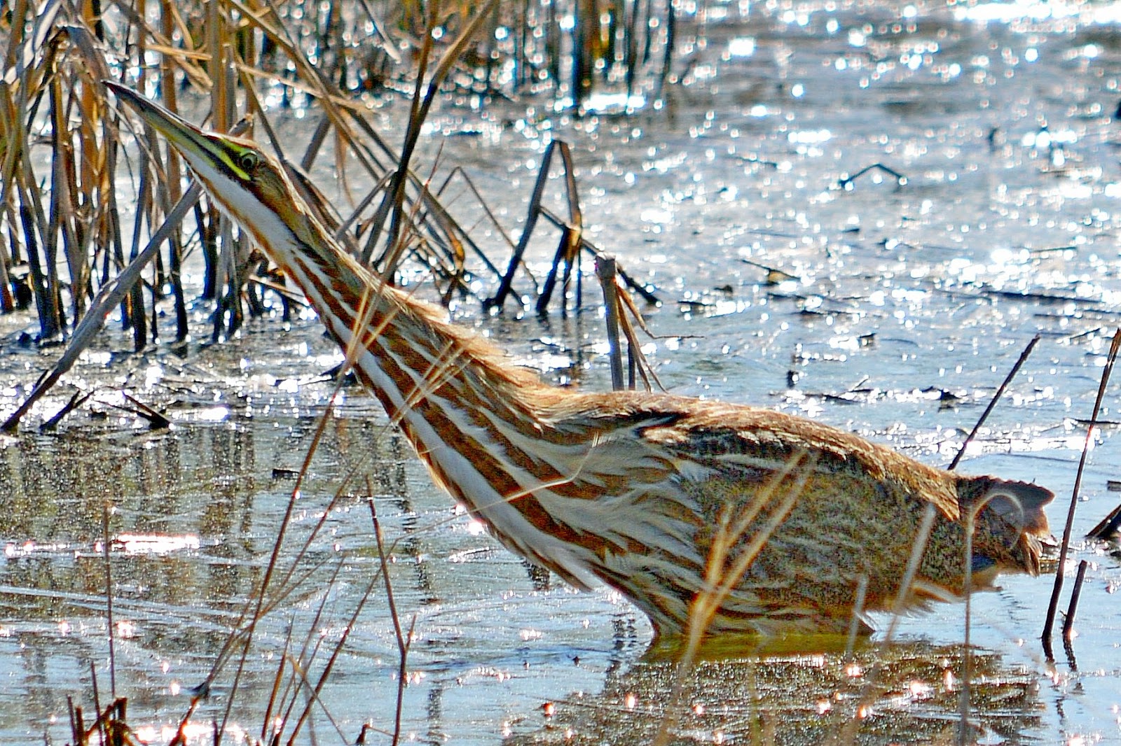 1410 OakWooD: Hard Wetland Birds