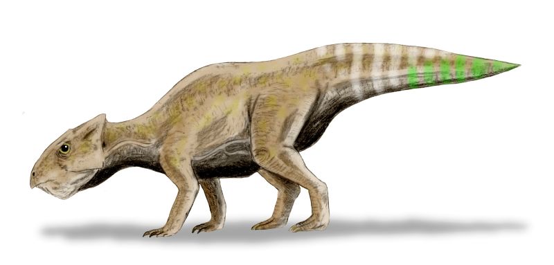 FAMILIA CERATOPSIDAE: DINOSAURIOS: FAMILIA CERATOPSIDAE