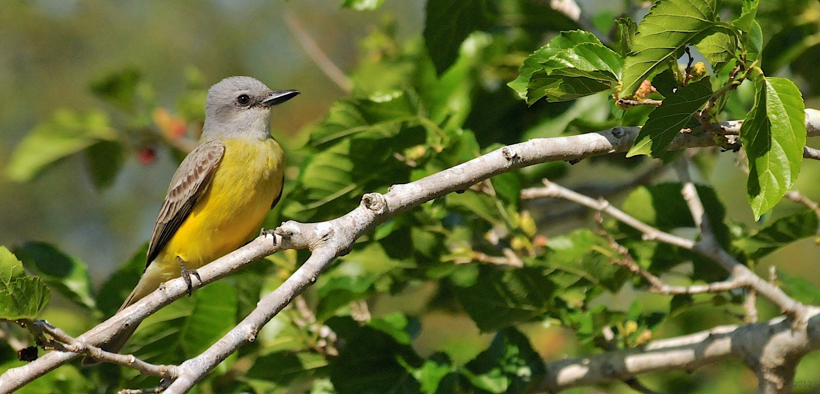 Couch's Kingbird