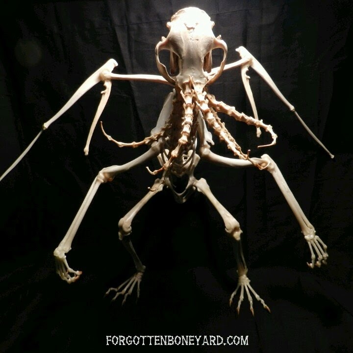 Notes from the Belfry