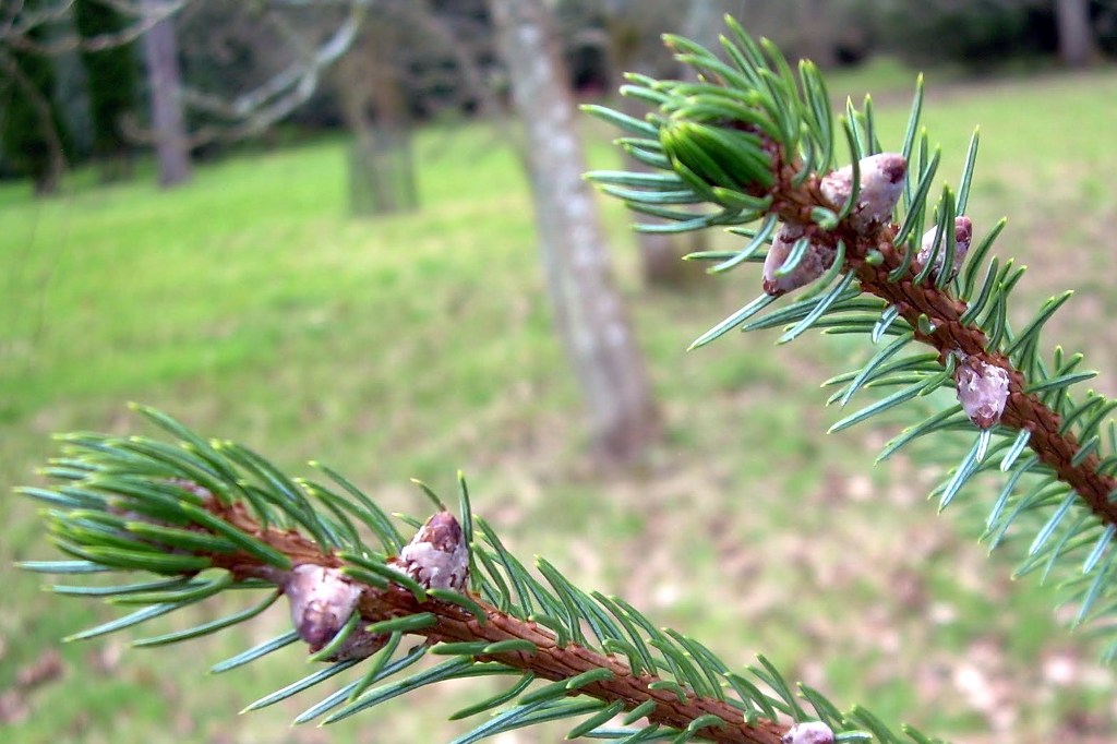 Taxonomia Plantae no Magnoliopsida: Phylum Tracheophyta Clase Pinopsida ...