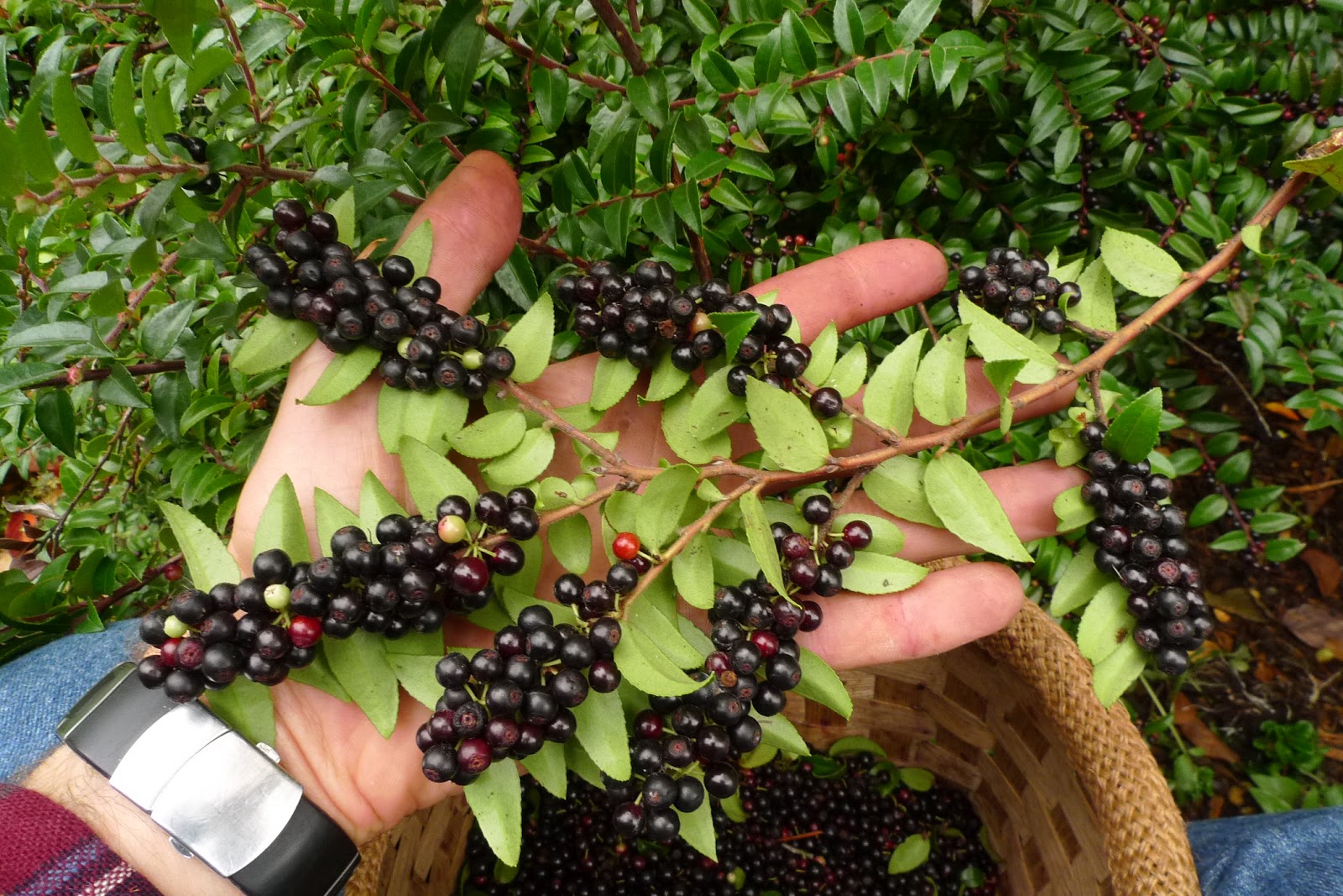 Wild Harvests: Huckleberries- evergreen and everlasting