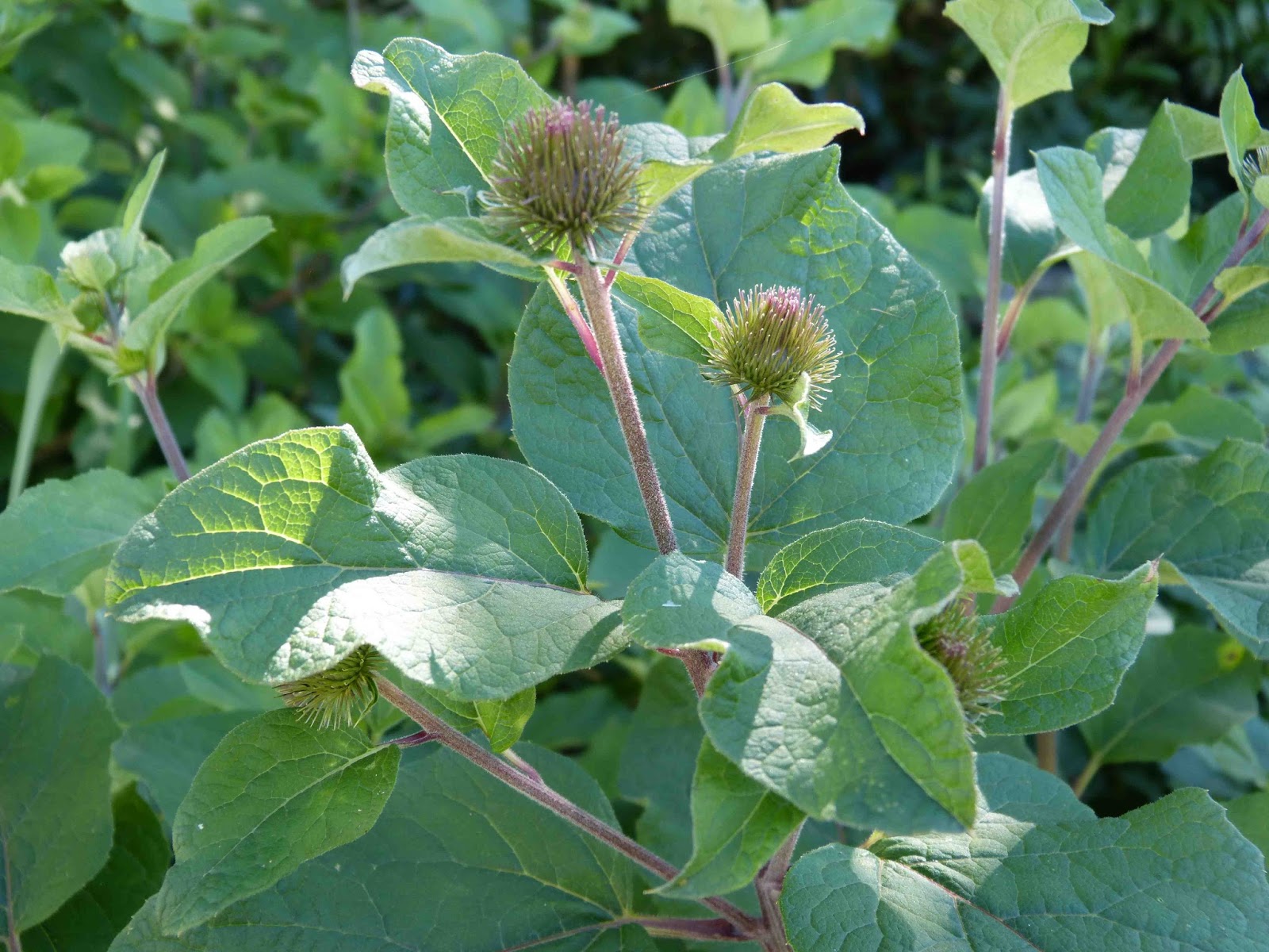 Canguçu em Cores: Bardana - Arctium - Benefícios - Bela Imagem ...