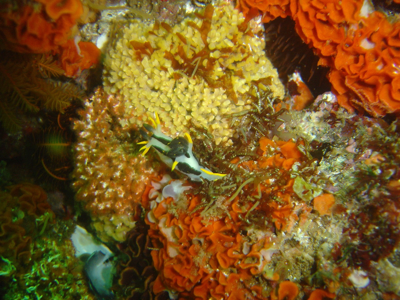 Real Monstrosities: Crowned Nudibranch