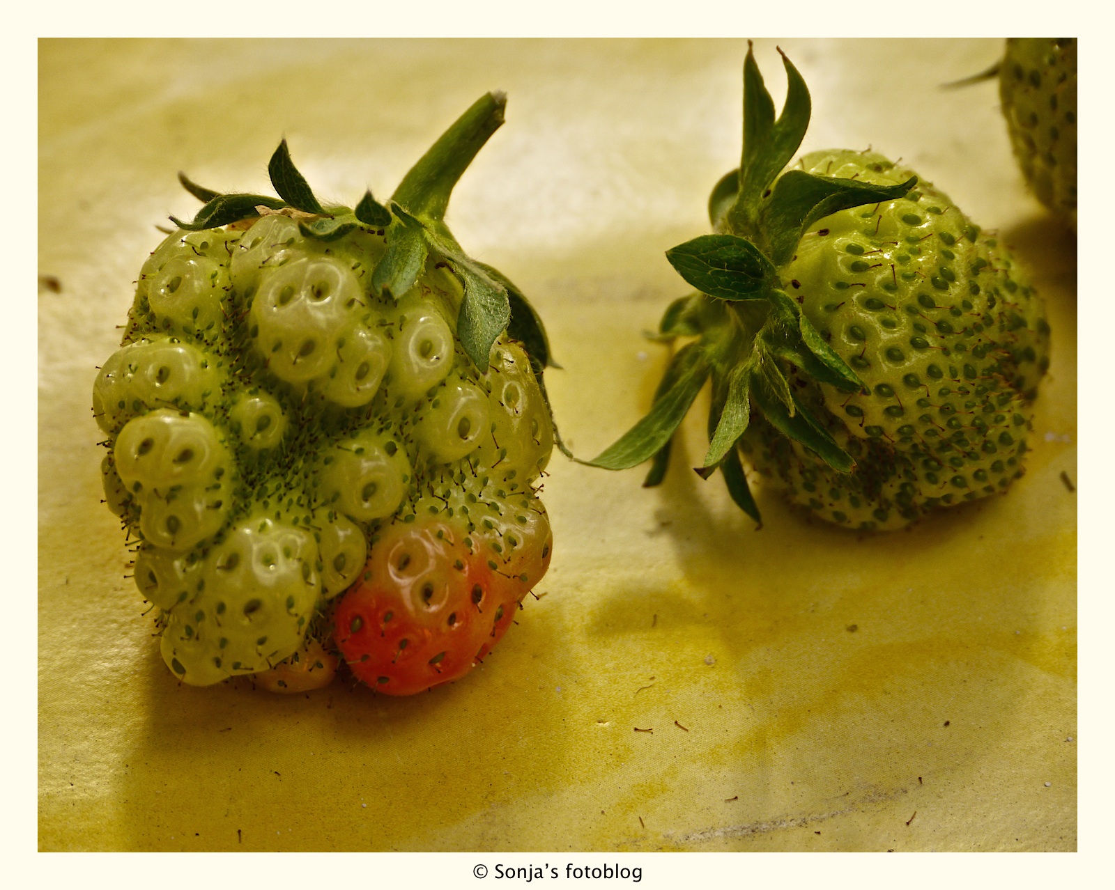 Sonja's fotoblog: Op bezoek bij ‘t Grinte hof in Lokeren (Aarbeienteelt)