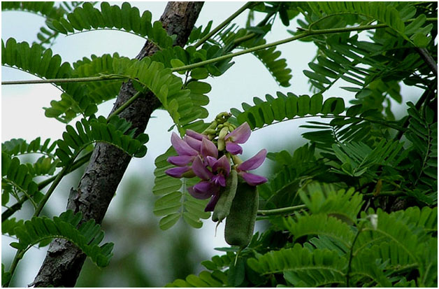 Herbal plants of Sri Lanka: Olinda(Abutilon indicum (indian mallow)