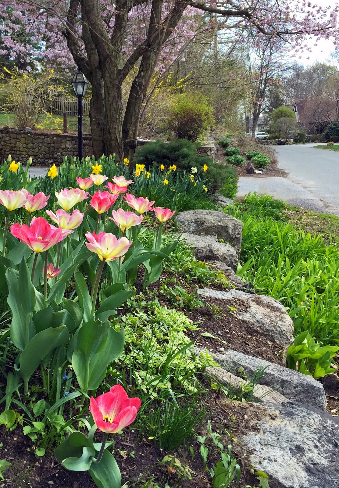 GORGEOUS SHINY THINGS: How to Divide Spring Bulbs