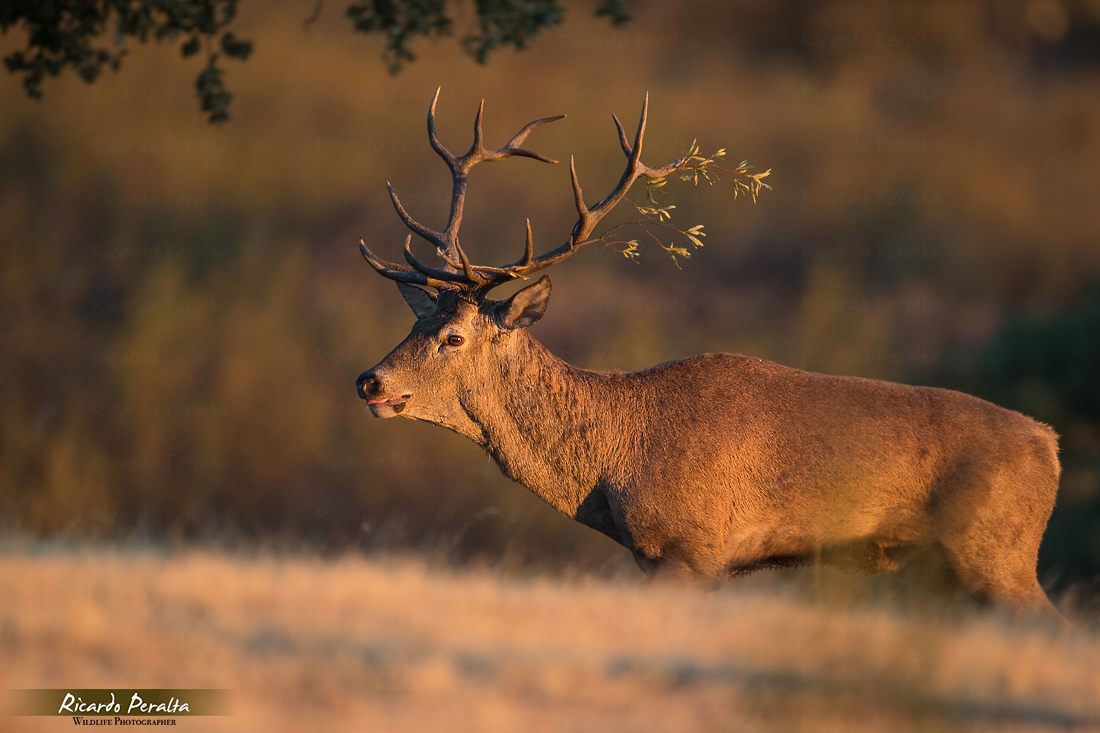 Ricardo Peralta. Fotógrafo de Naturaleza: Ciervo Rojo (Cervus elaphus)