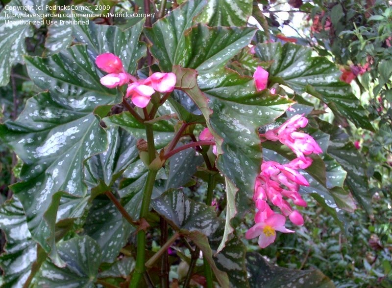 Всё о бегониях и не только...: Begonia 'Silver Mist'