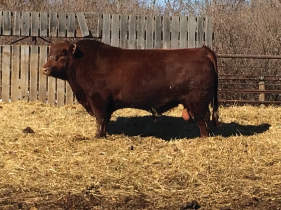 Canadian Angus Association Blog