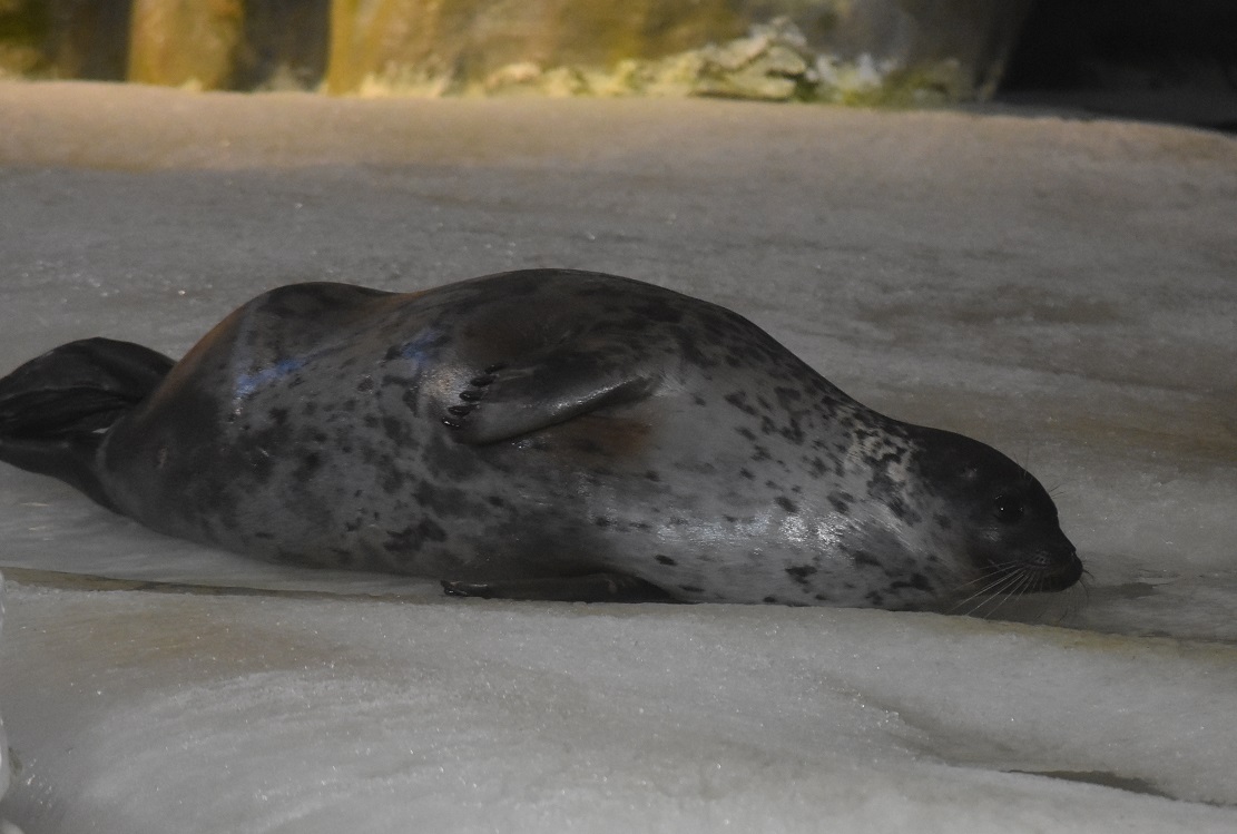 ZOOTOGRAFIANDO (6.096 ANIMALS): FOCA OCELADA / BALTIC SEAL (Pusa hispida)