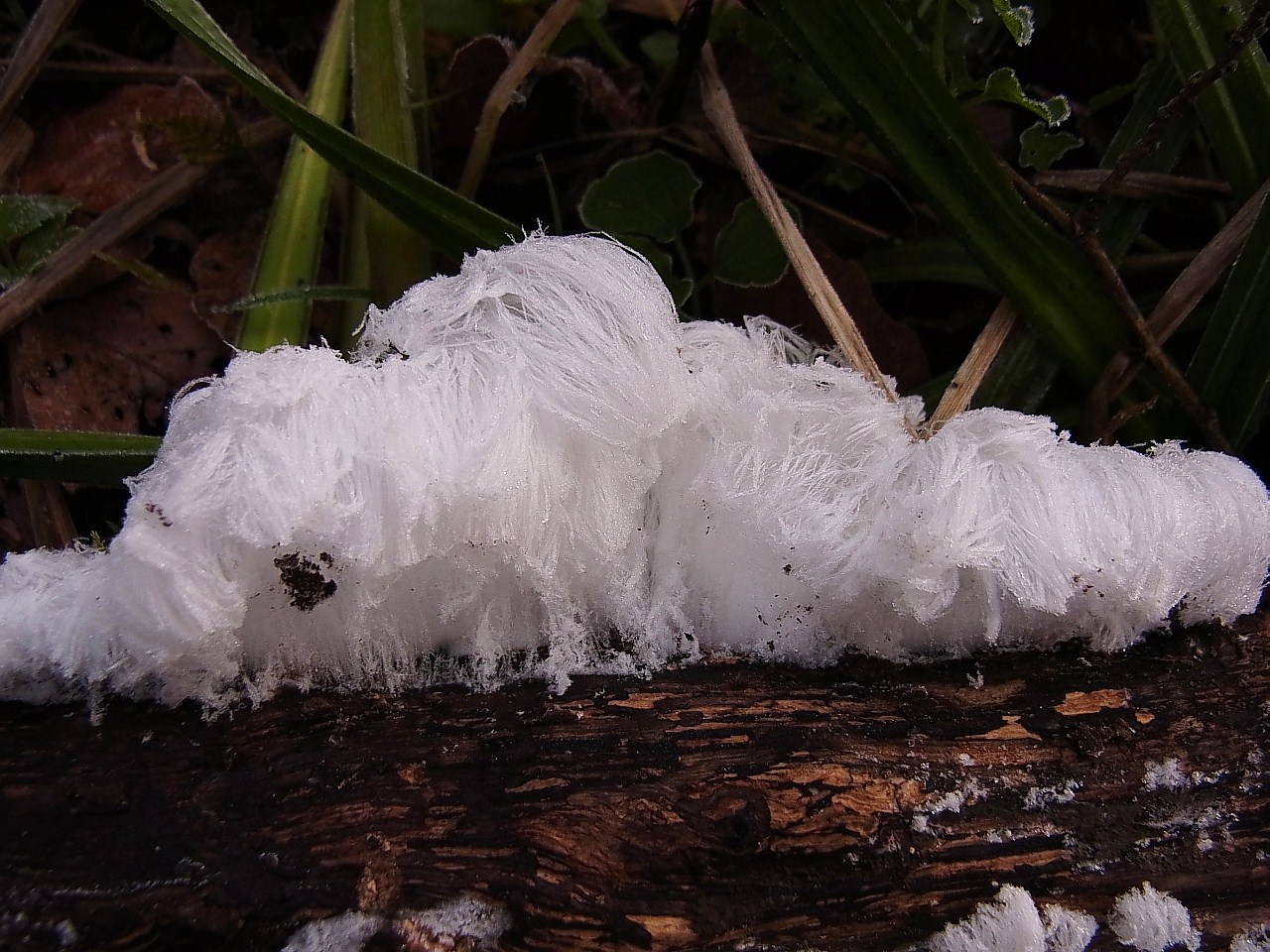 quatre saisons: cheveux d'ange