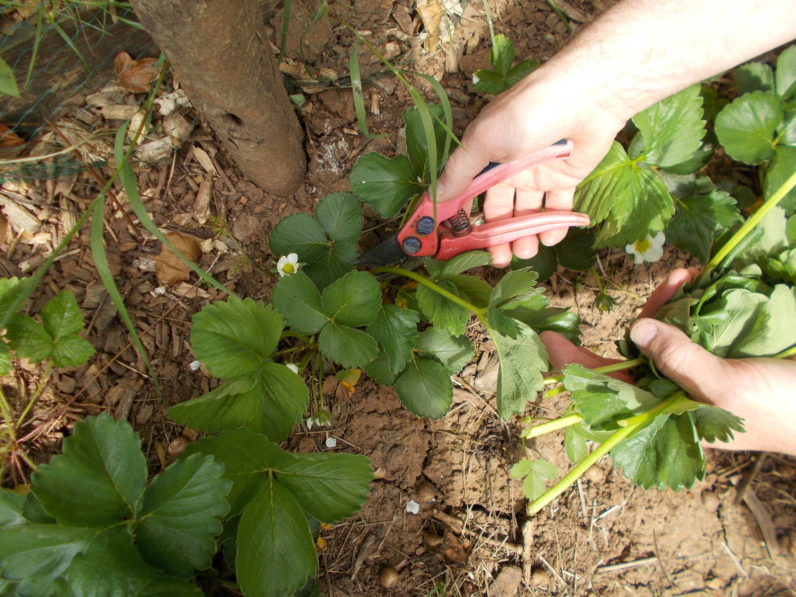 The Green Fingered Blog: Grow your own in 80 minutes a week - Jobs for June
