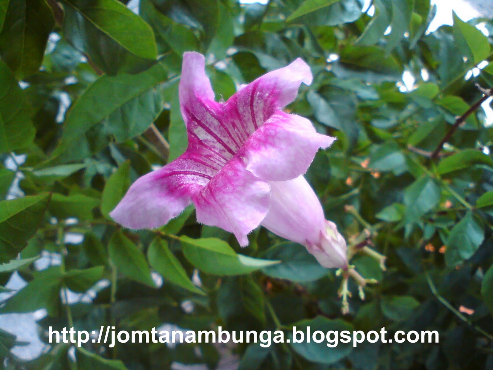 JENIS-JENIS BUNGA: Juni 2011