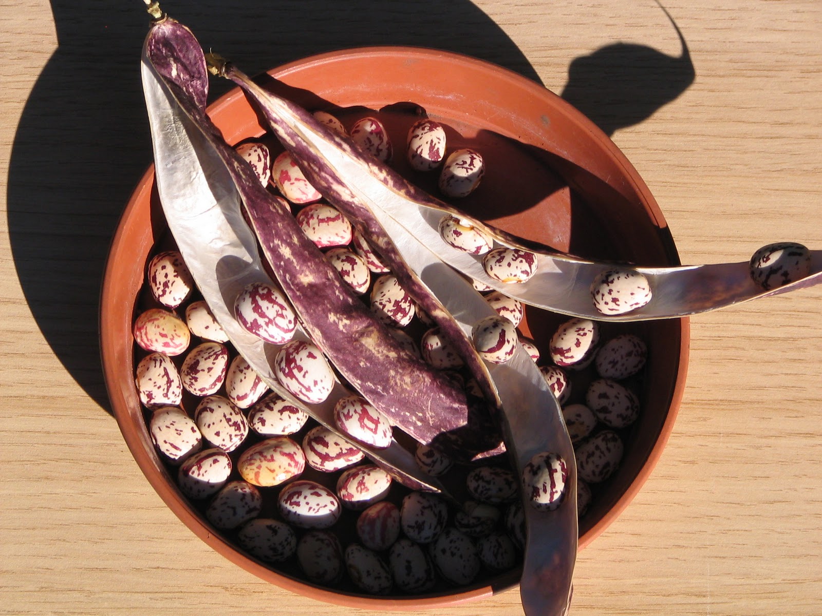 Mark's Veg Plot: Photos