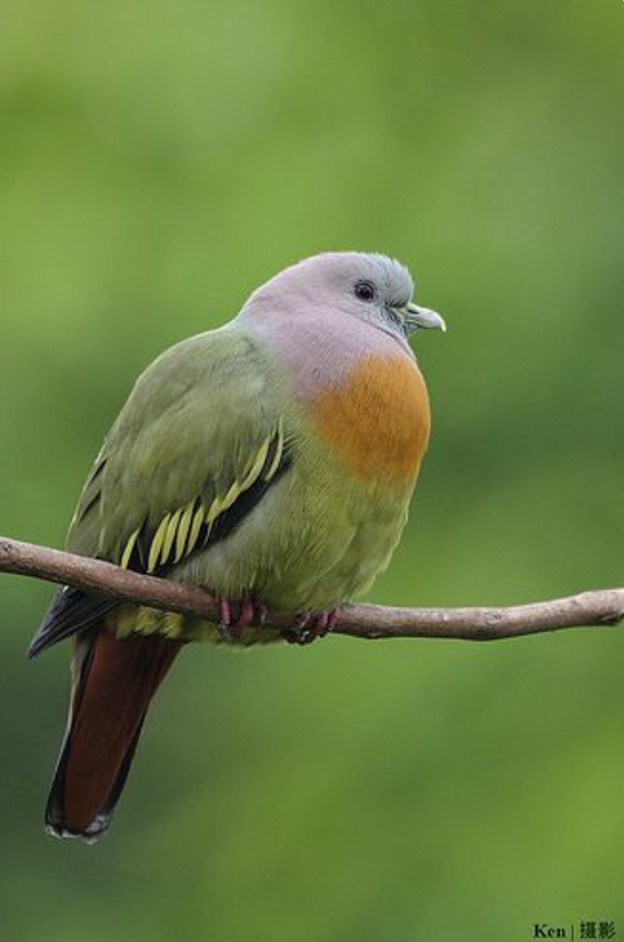 Birds in Thailand: Ping necked Green Pigeon