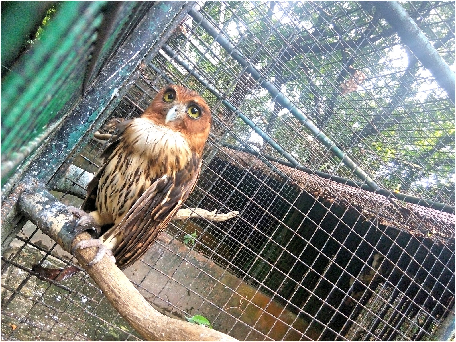 Manila Zoo | Greeg Adventure