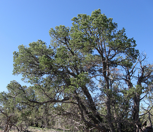 abcreads: New Mexico Trees