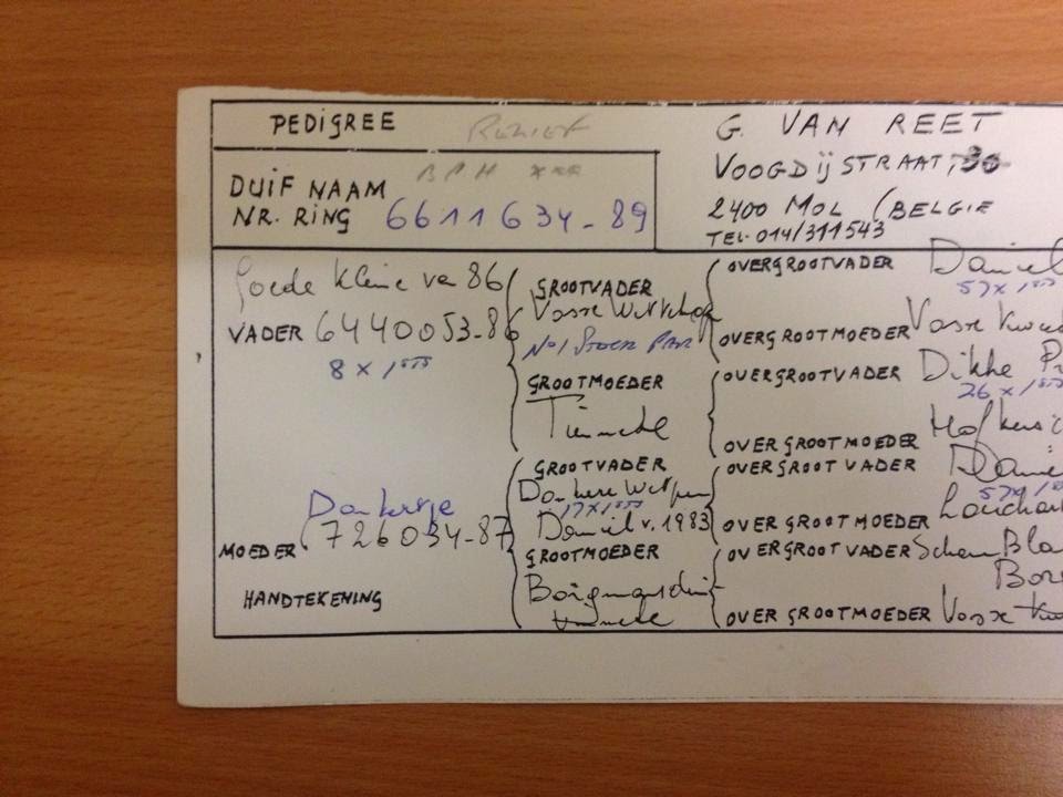 nieripigeons USA racing pigeons: Staf Van Reet uno de los mejores sin duda