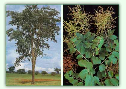 Aroeira - Lithraea molleoides e Schinus molle L.