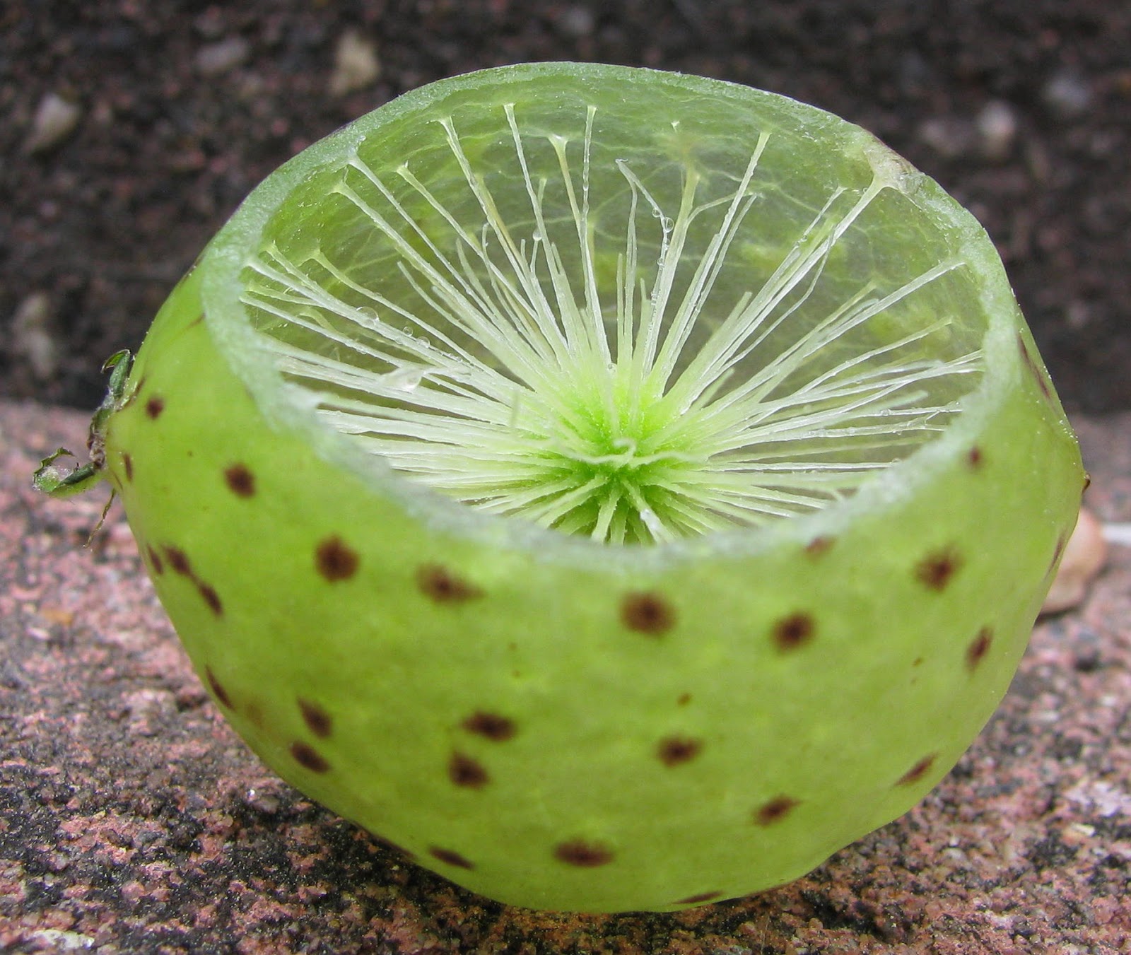 OMG I THOUGHT IT WAS AN ALIEN EGG! But it actually seems to be some ...