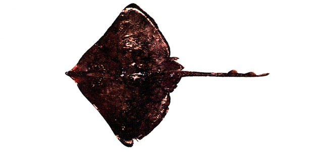 Artes de Pesca: VAMOS A PESCAR DIPTURUS