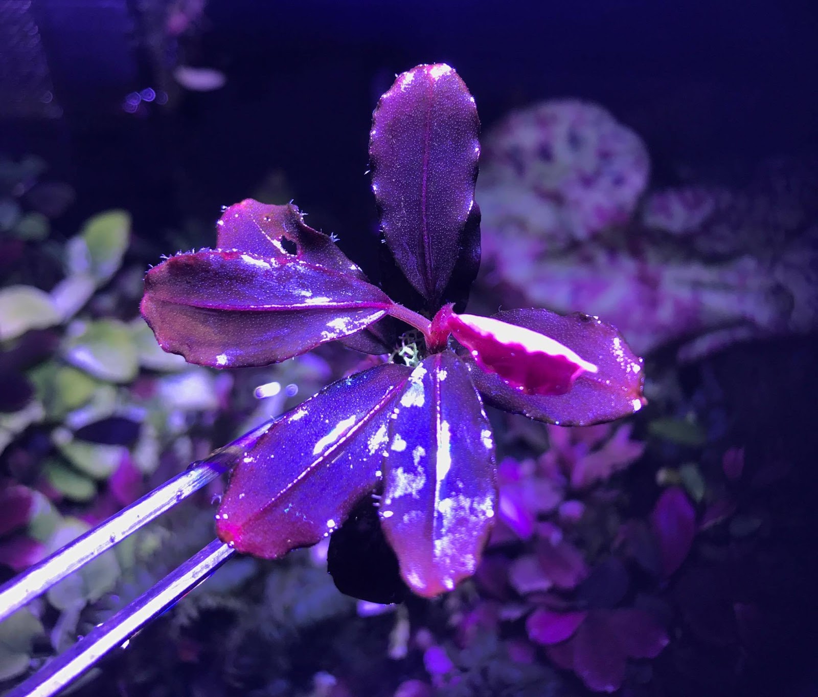 Emboli's Aquariums: Bucephalandra Brownie Purple