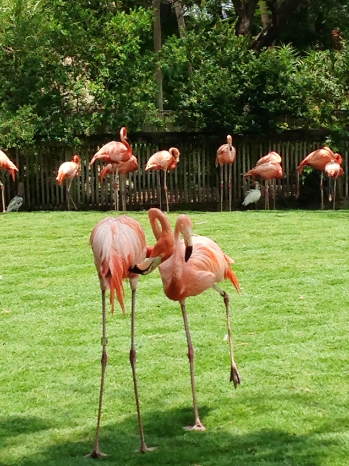 Florida Flamingos!