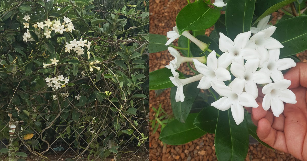 Viveiro Ciprest - Plantas Nativas e Exóticas: Jasmim de Madagascar ... Viveiro Ciprest - Plantas Nativas e Exóticas: Jasmim de Madagascar ...