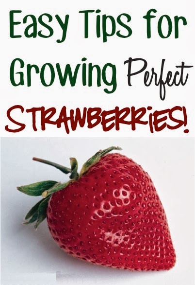 Easy Tips For Growing Perfect Strawberries! - Organic Gardening