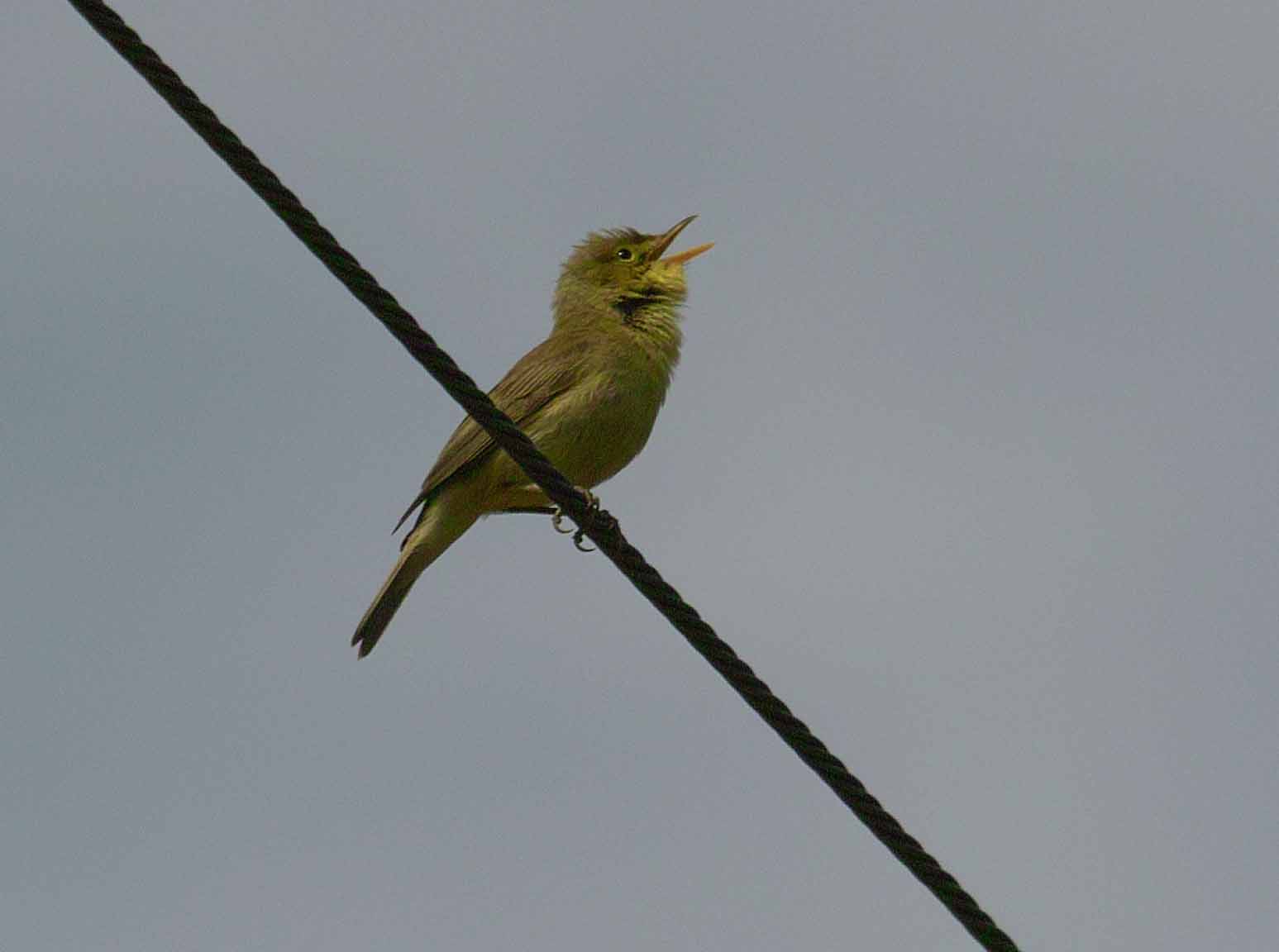 Derek Bird Brain: Spring at last