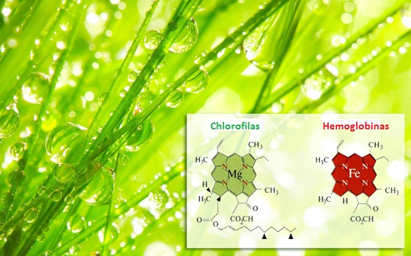 SPYGLIUOČIŲ ELIKSYRAS CHLOROFILAS – Saraswati